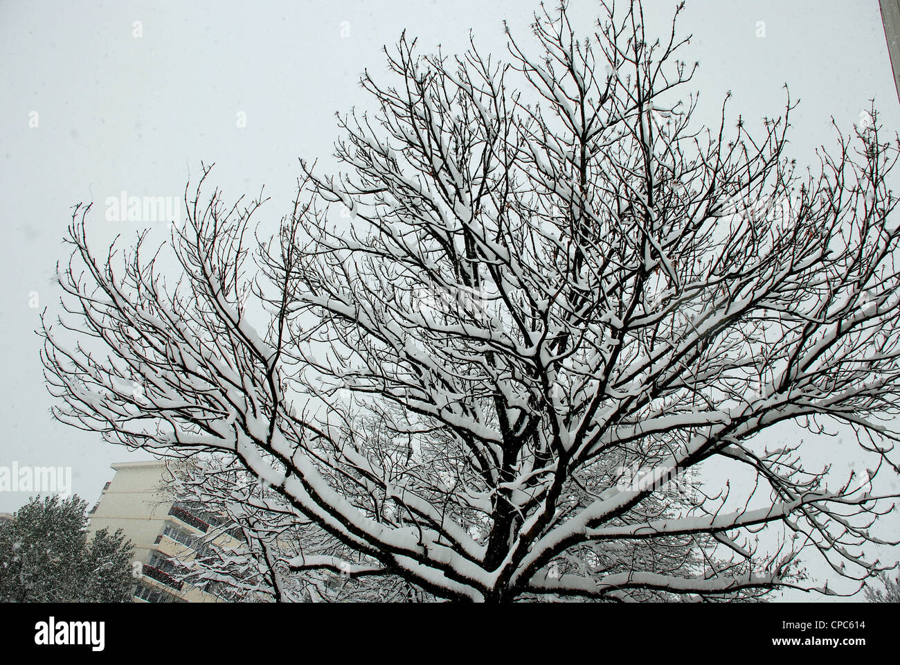 Frozen branches of tree in winter Stock Photo - Alamy