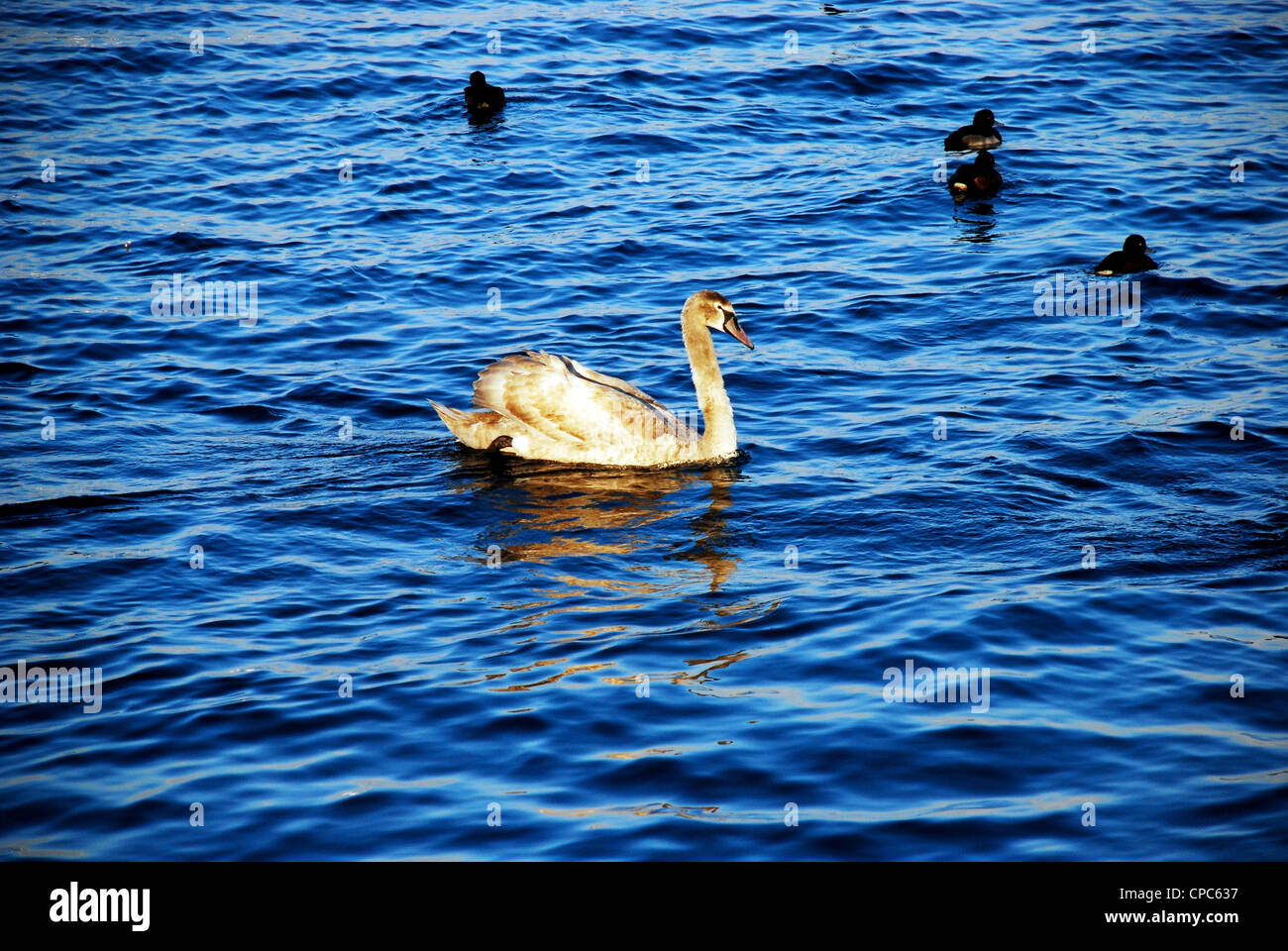 swans in geneva , Switzerland Stock Photo - Alamy