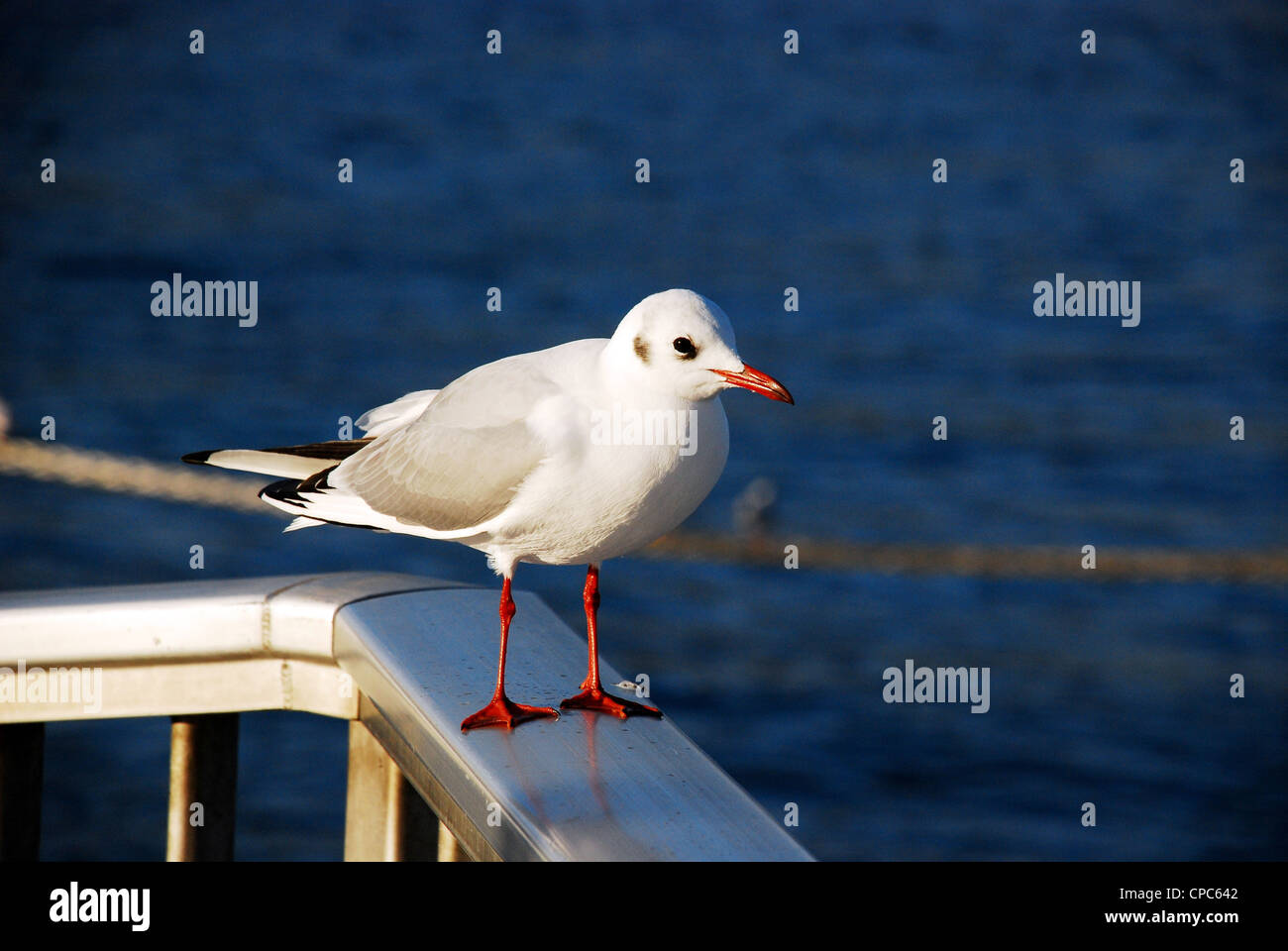 Family seagull hi-res stock photography and images - Alamy
