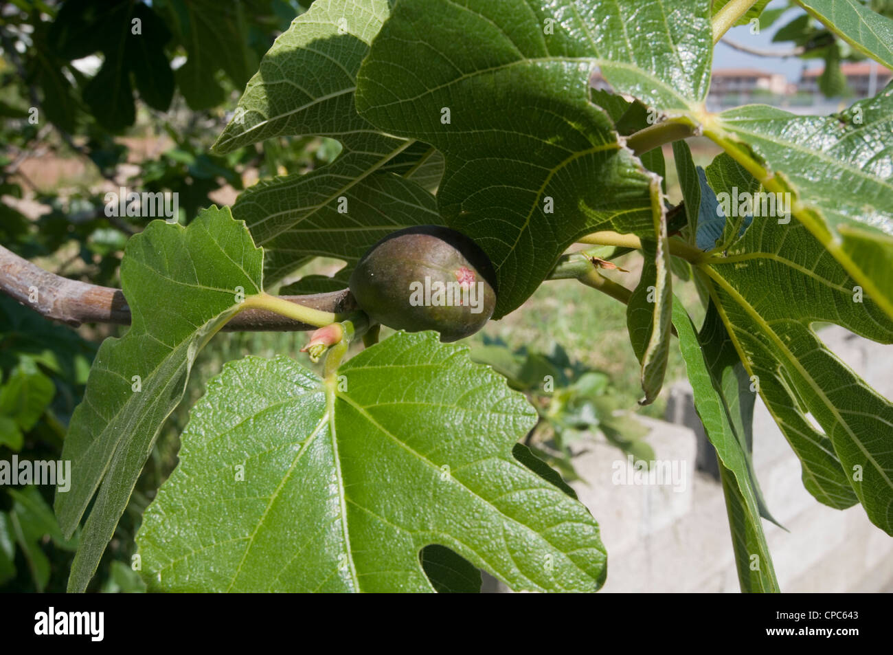 fig figs tree trees figtree figtrees leaves leaf figleaf figleaves ...