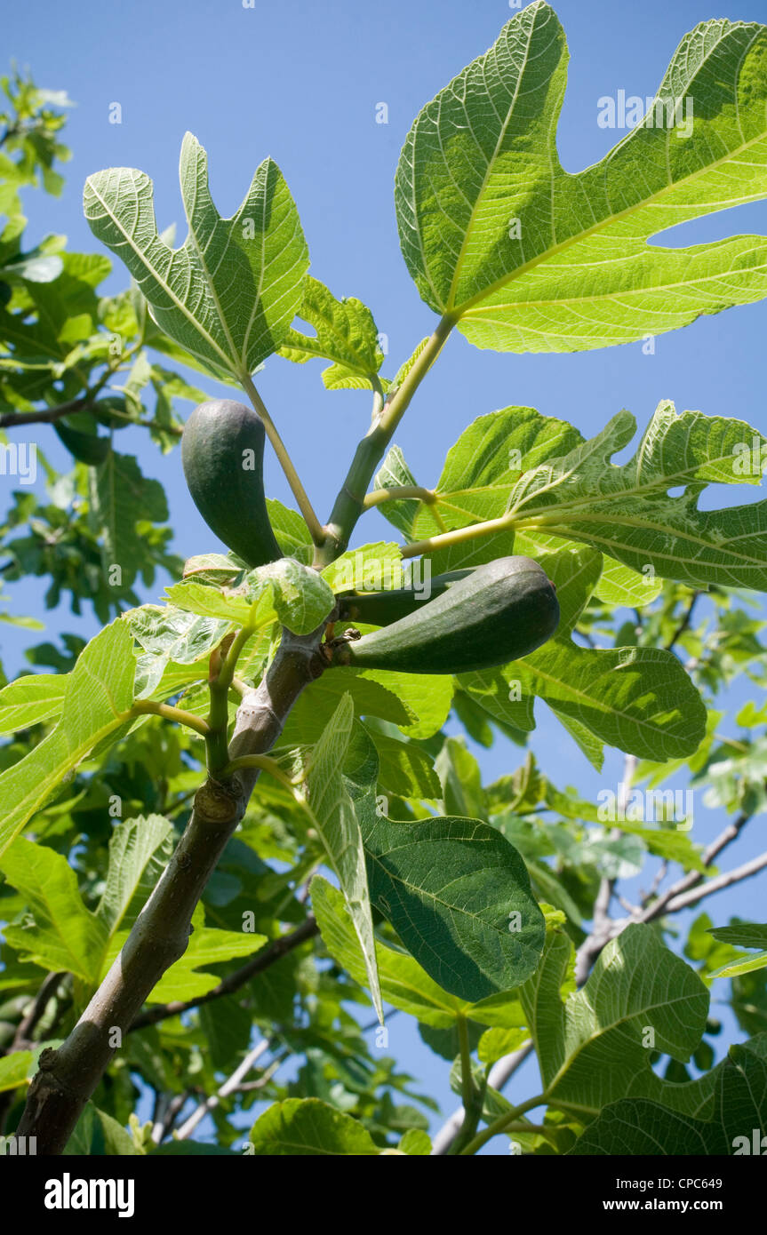 Figtree hi-res stock photography and images - Alamy