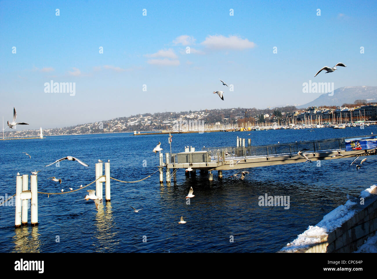 Seagull at Geneva Stock Photo - Alamy