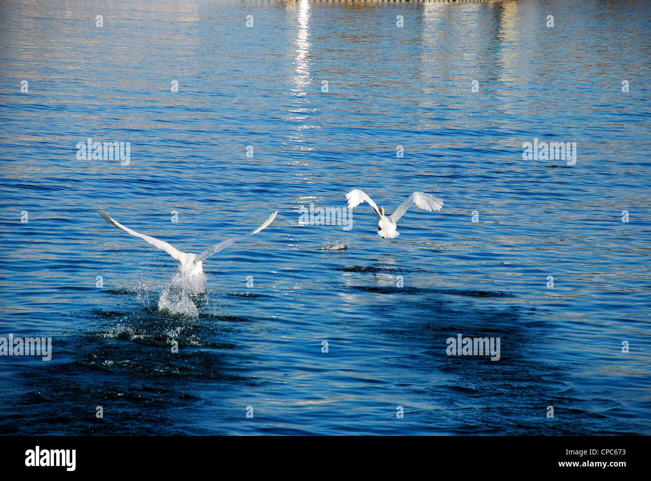 birds taking off from water Stock Photo - Alamy