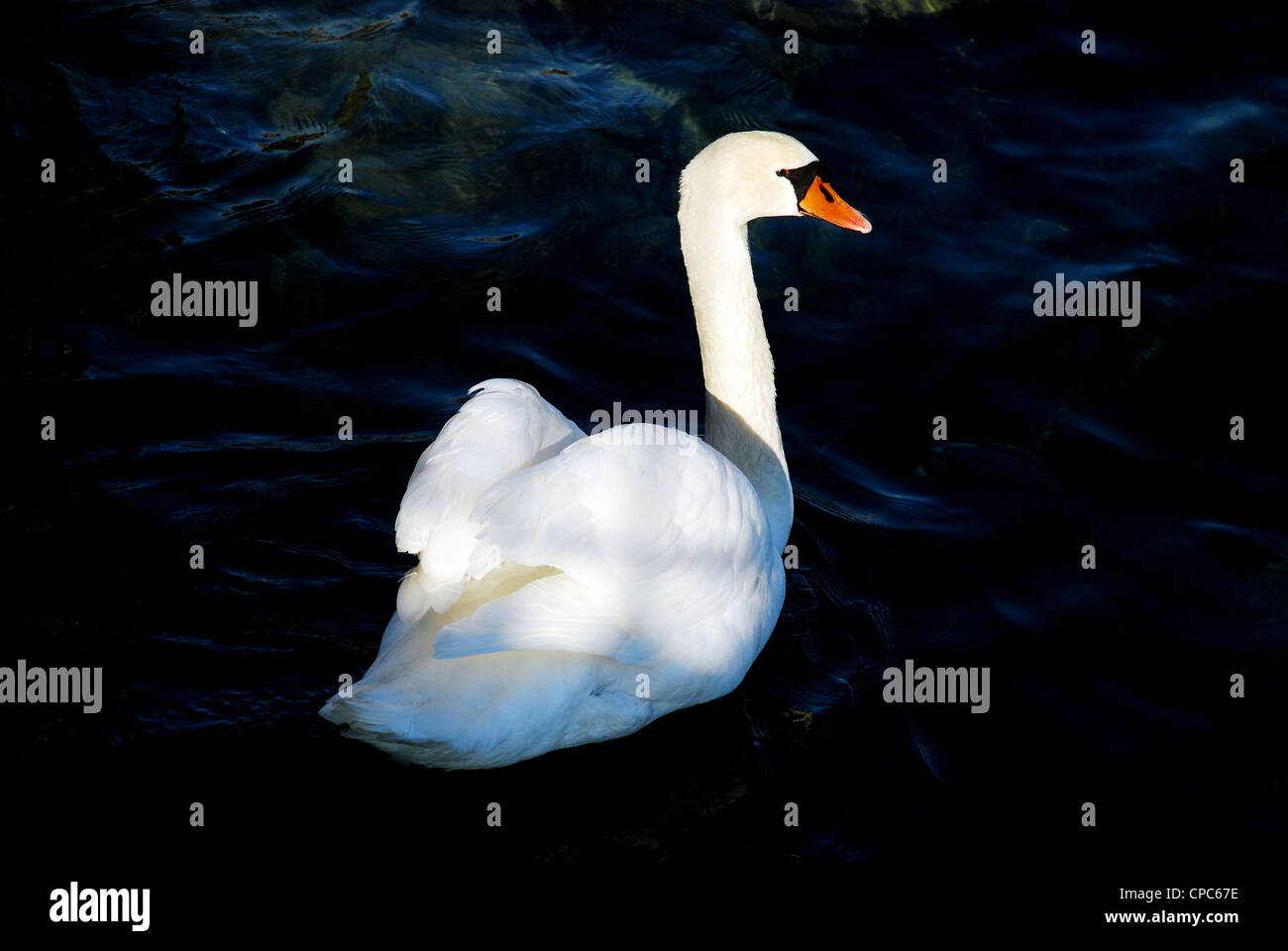 swans in geneva , Switzerland Stock Photo - Alamy