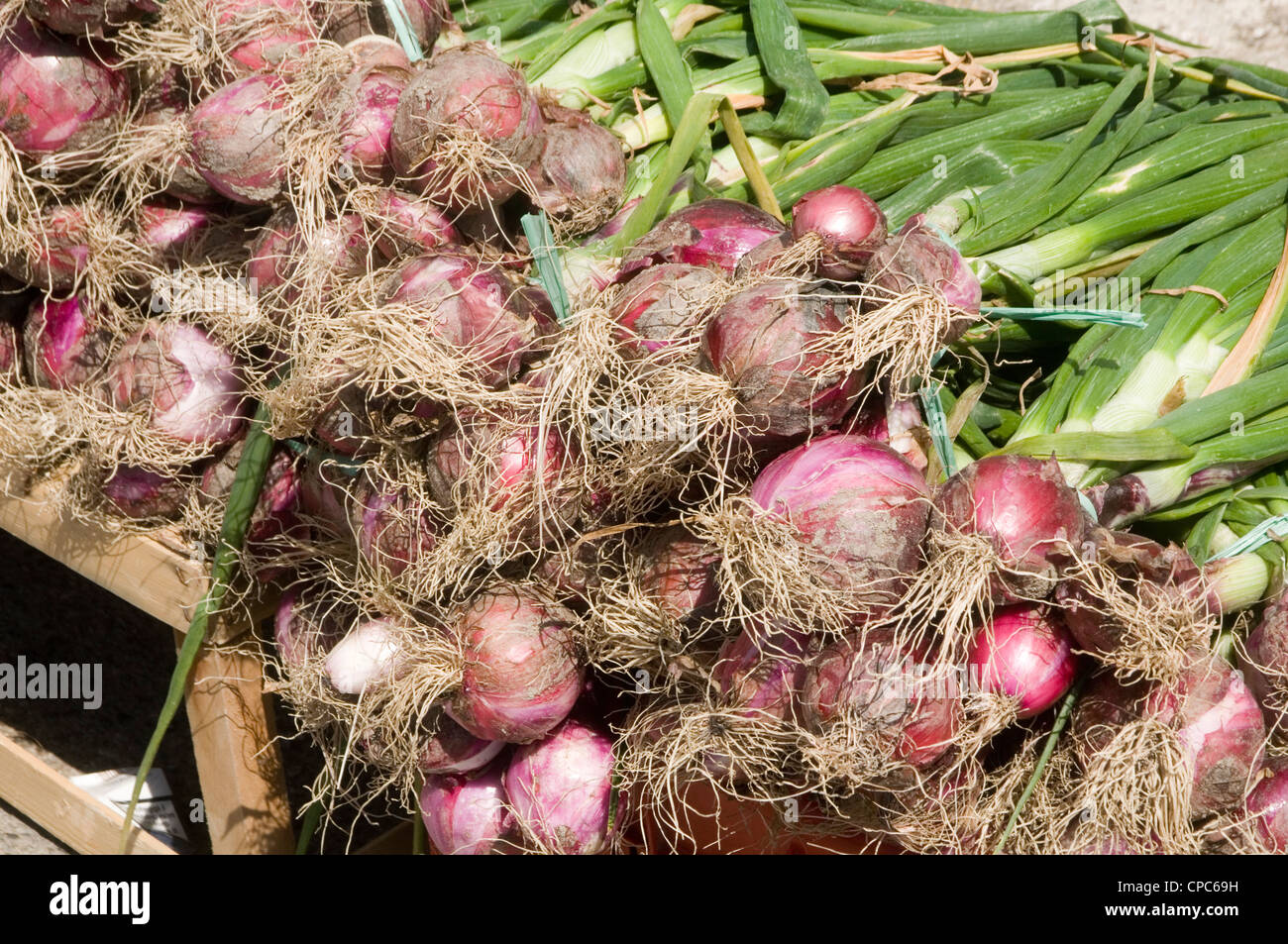 red onions onions crop crops fresh vegetables vegetables sweet Stock ...