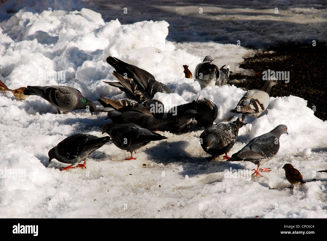 pigeons in snow Stock Photo - Alamy