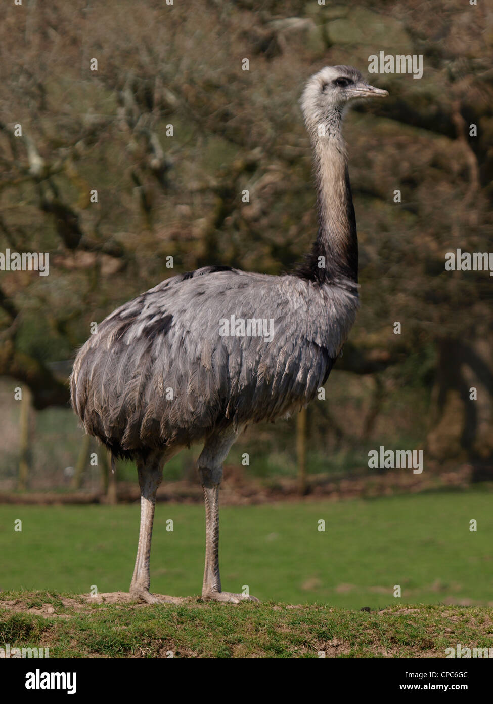 Greater Rhea, Rhea americana Stock Photo - Alamy