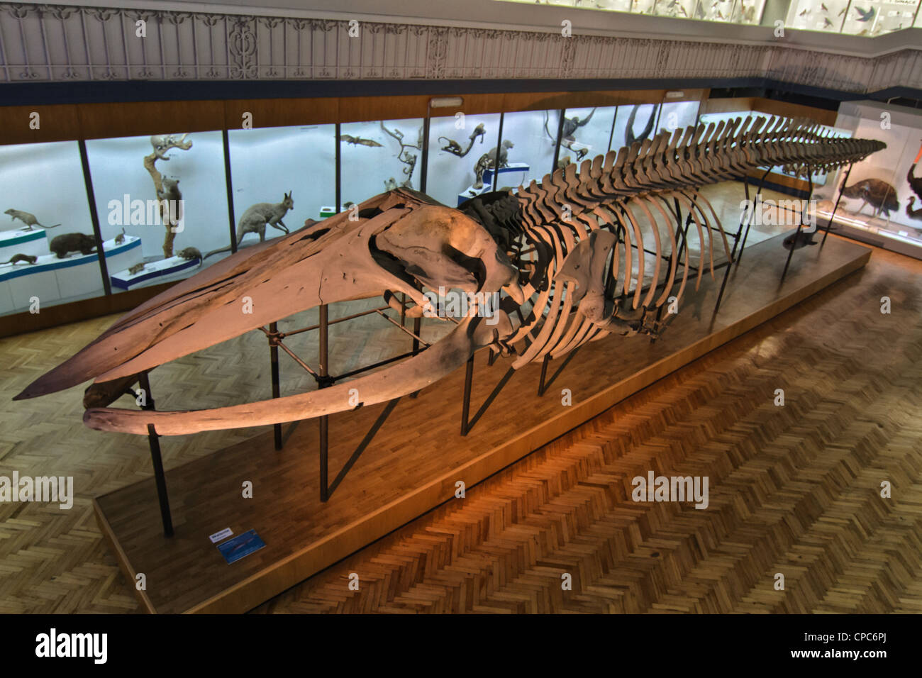 Skeleton in a museum hi-res stock photography and images - Alamy