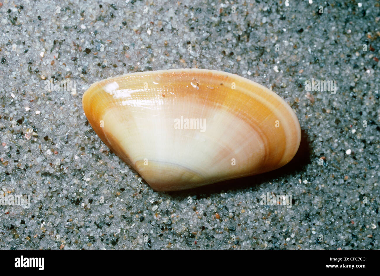 Banded Wedge (Donax vittatus: Donacidae) exposed alive on sand by the ...