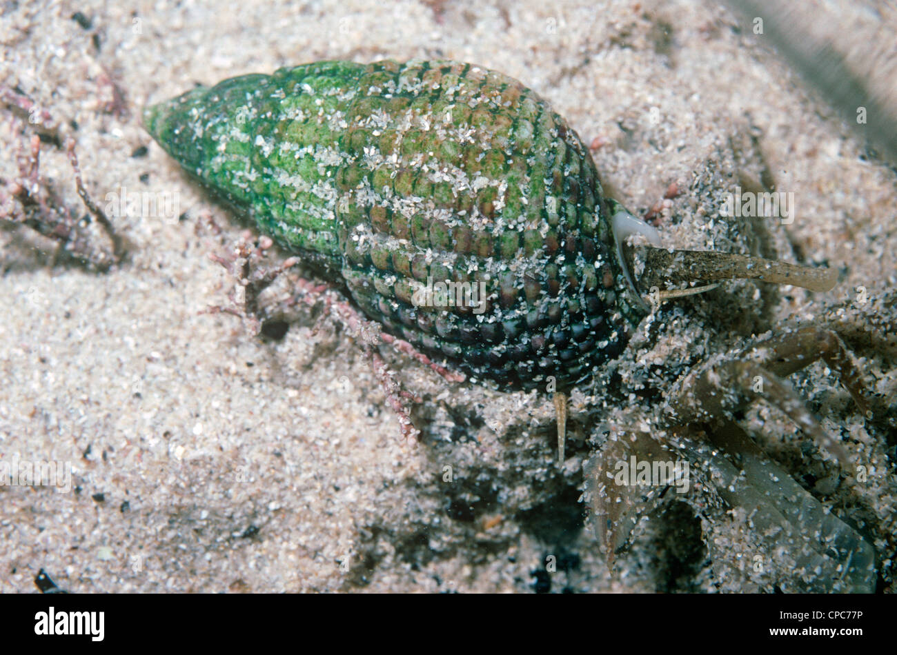 Netted dog whelk (Hinia reticulata (= Nassarius reticulatus)) feeding ...