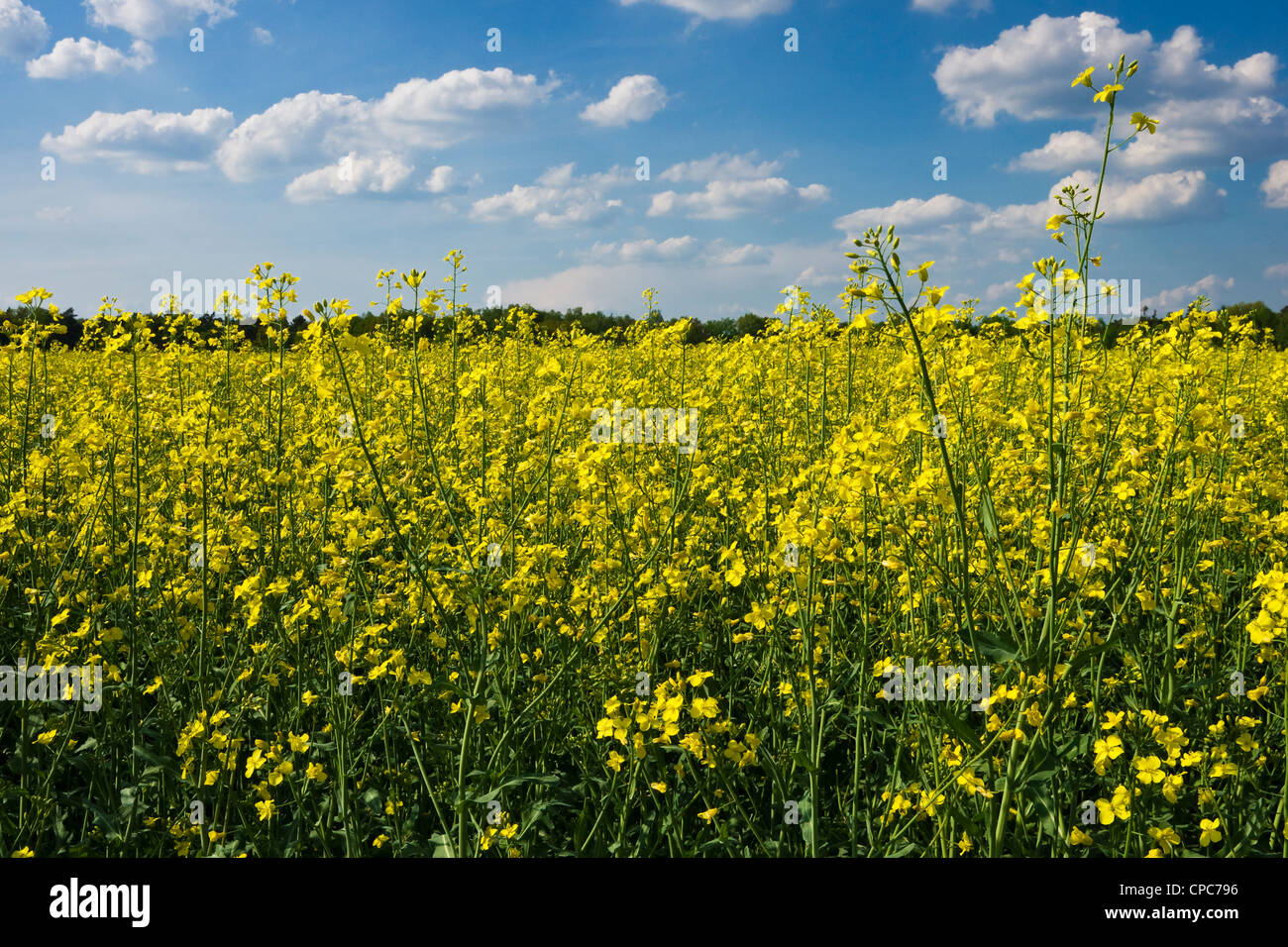 Blooming canola field under blue sky Stock Photo - Alamy