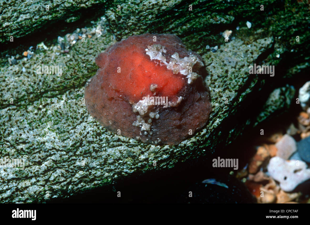 Transparent lamellaria, snail (Lamellaria perspicua: Lamellariidae) in ...