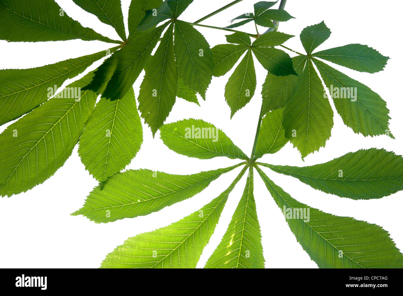 chestnut leafs close-up isolated Stock Photo - Alamy
