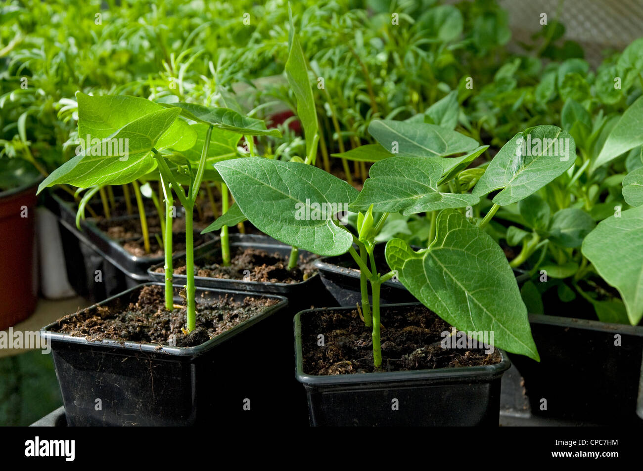 Close up of young green bean beans vegetable veg plant plants growing ...