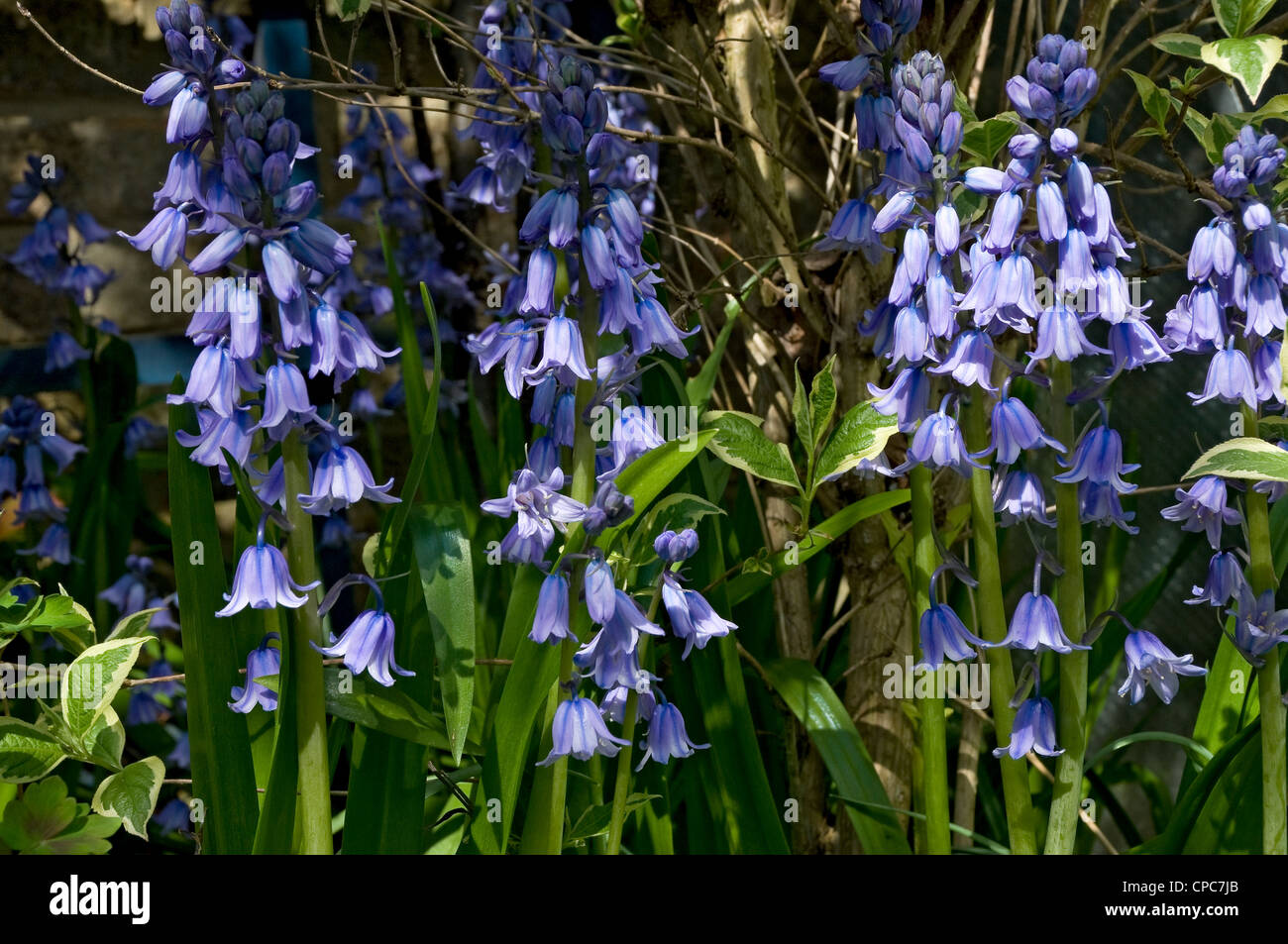Blue flower border hi-res stock photography and images - Alamy