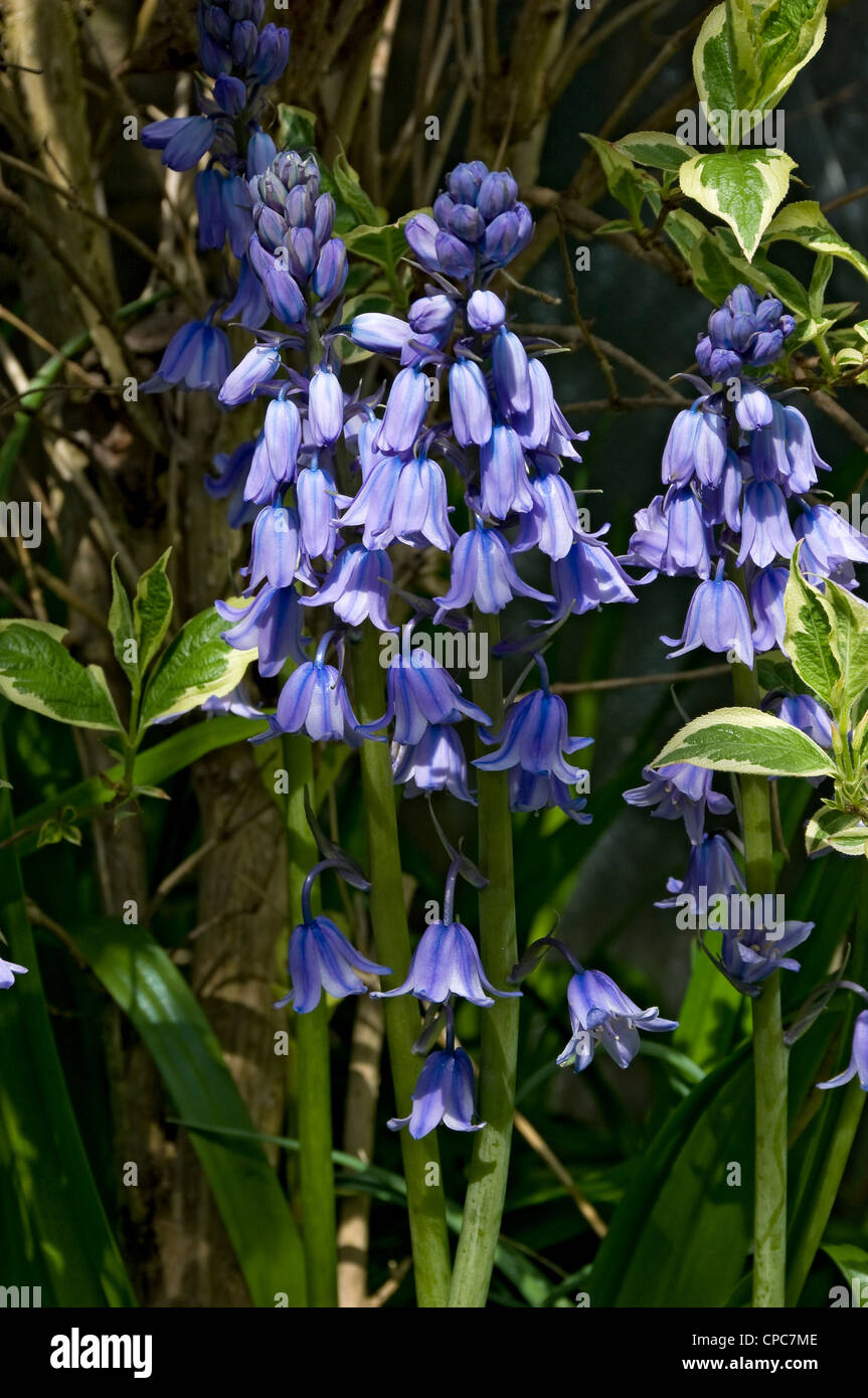 Bluebell in spring hi-res stock photography and images - Alamy