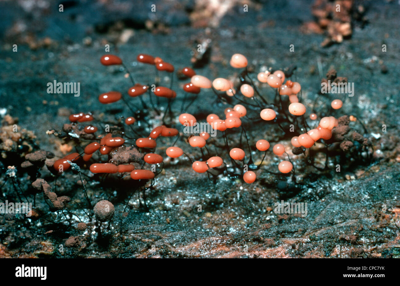 Slime mould (Comatricha nigra) myxomycete with newly forming fruiting ...