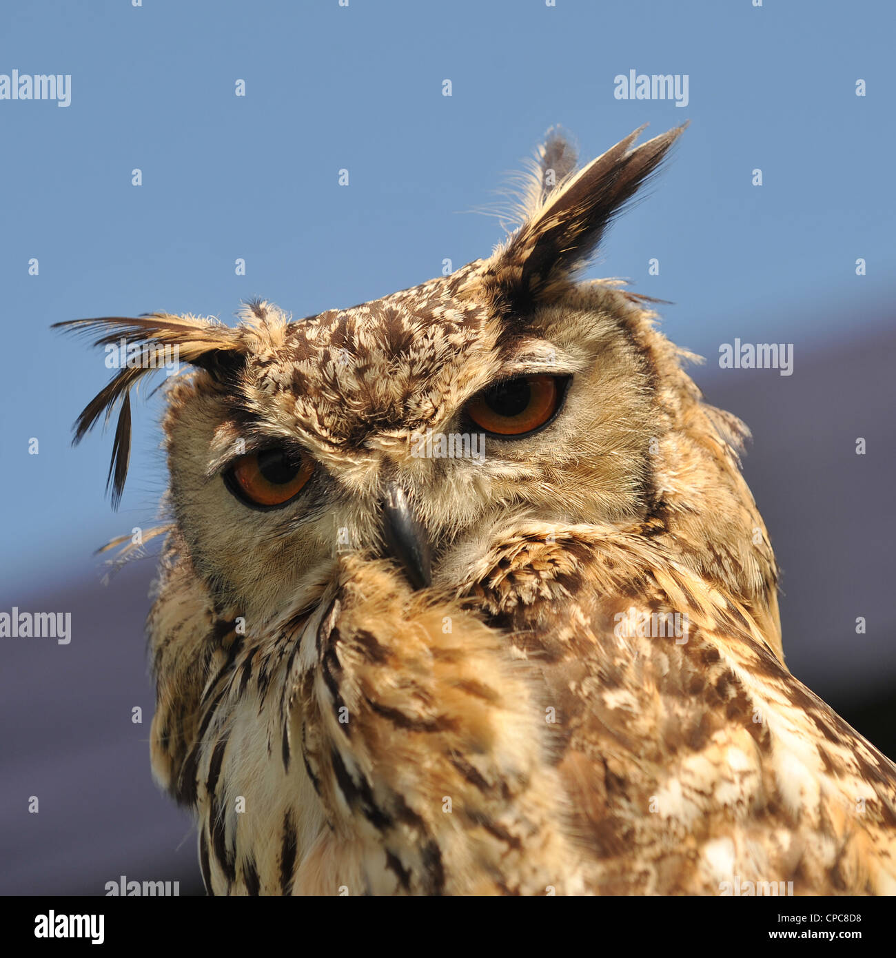 long eared owl Stock Photo - Alamy