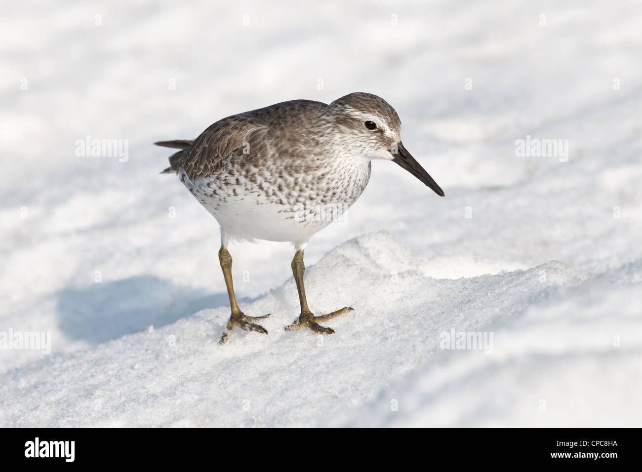 Winter plumage Knot/ Red Knot walking on snow Stock Photo - Alamy