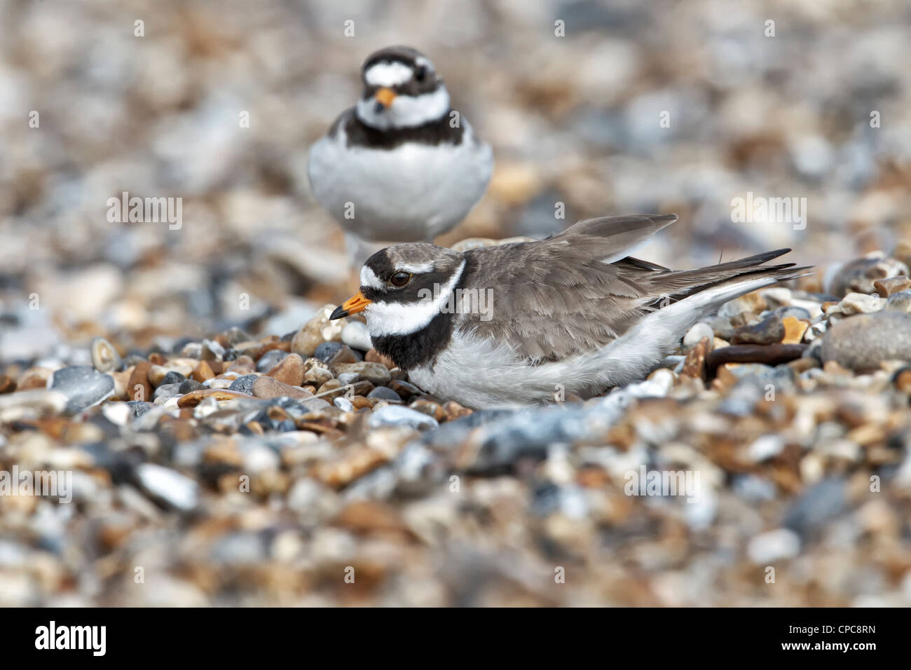 An adult breeding plumage Ringed Plover settling down on nest Stock ...