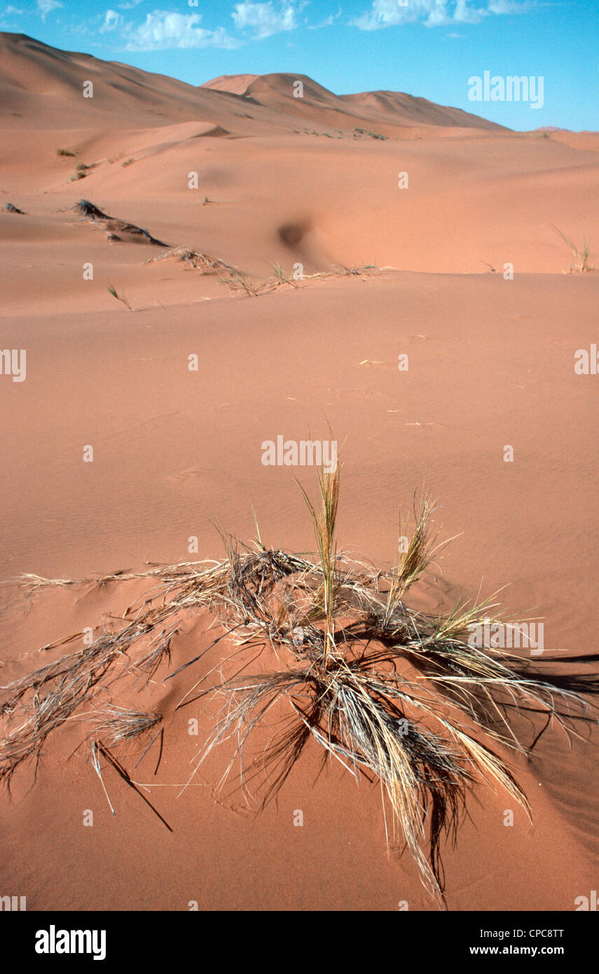 Stipagrostis sabulicola: Poaceae grass on dunes, Namib desert, Namibia ...