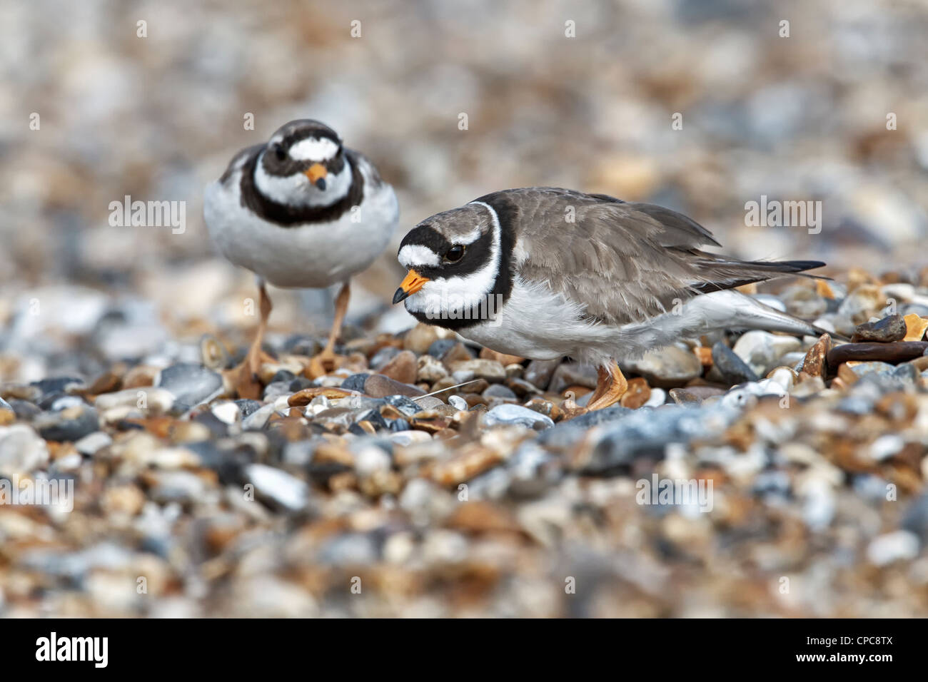 Breeding male plover hi-res stock photography and images - Alamy