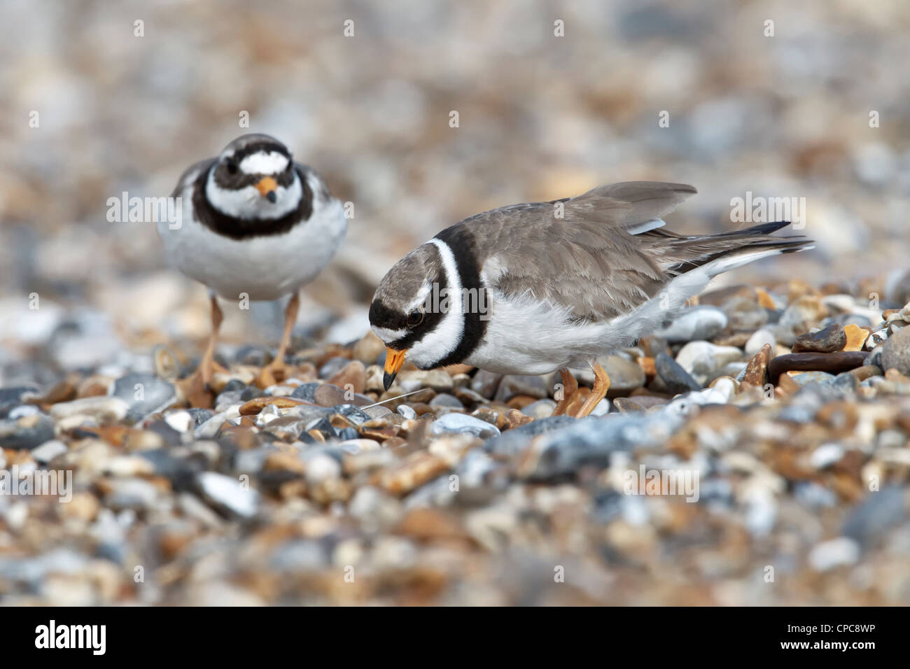 An adult breeding plumage Ringed Plover settling down on nest Stock ...
