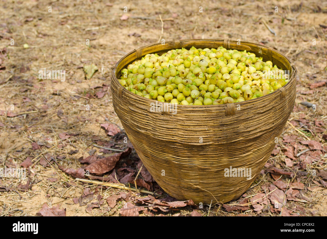 Mahua High Resolution Stock Photography and Images - Alamy