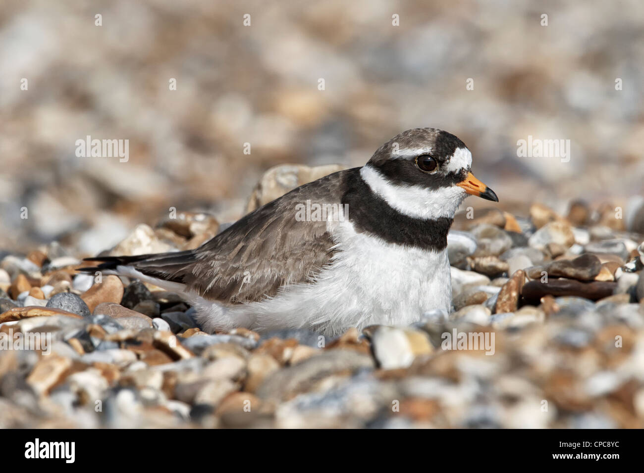 An adult breeding plumage Ringed Plover settling down on nest Stock ...