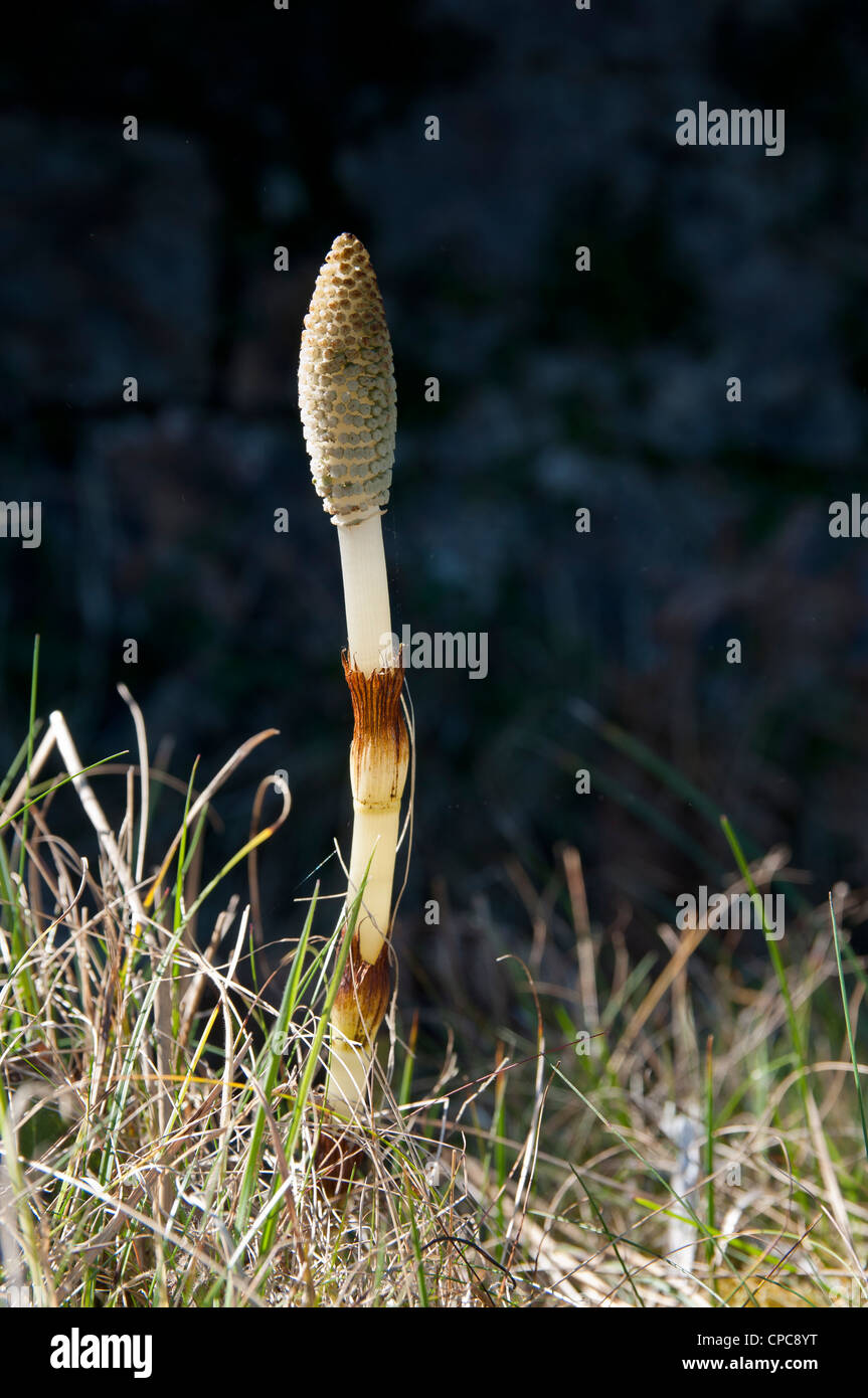 Common horsetail equisetum arvense hi-res stock photography and images ...
