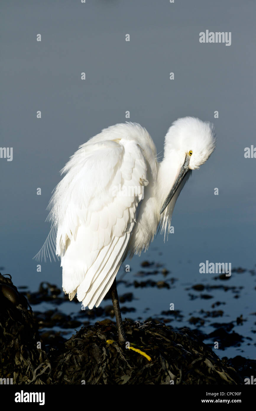 Little Egret Egretta garzetta Stock Photo - Alamy