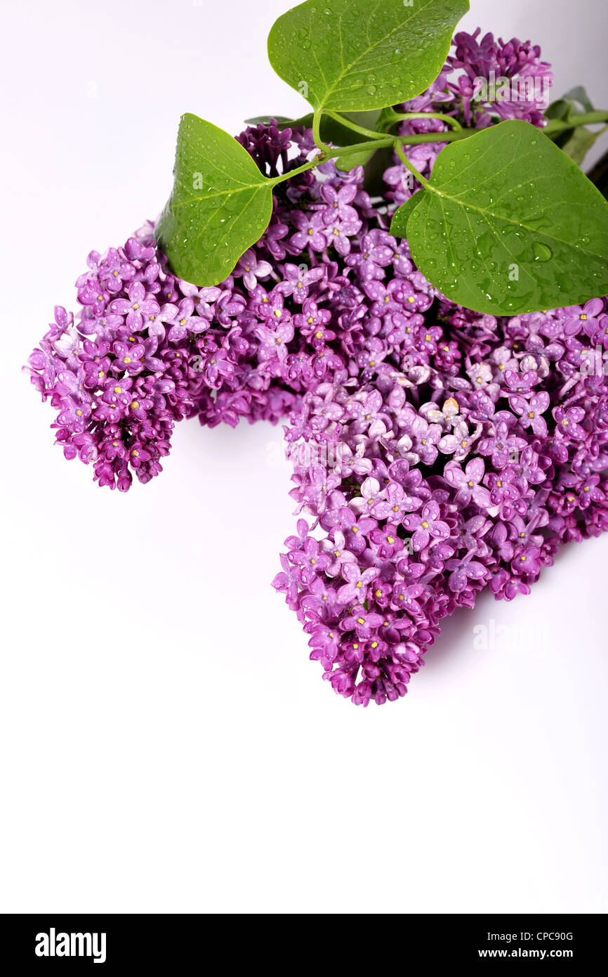 Fever bush hi-res stock photography and images - Alamy