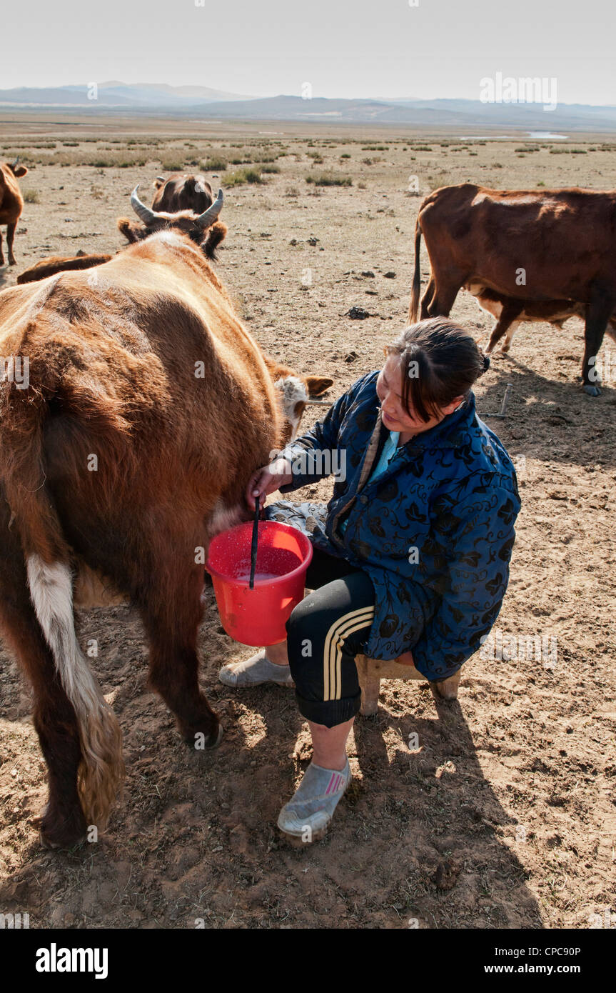 Mongolian cow hi-res stock photography and images - Alamy