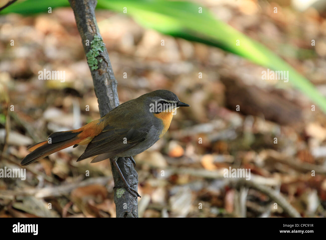 Olive Thrush (Turdus olivaceus) in the garden at Boschendal wine estate ...