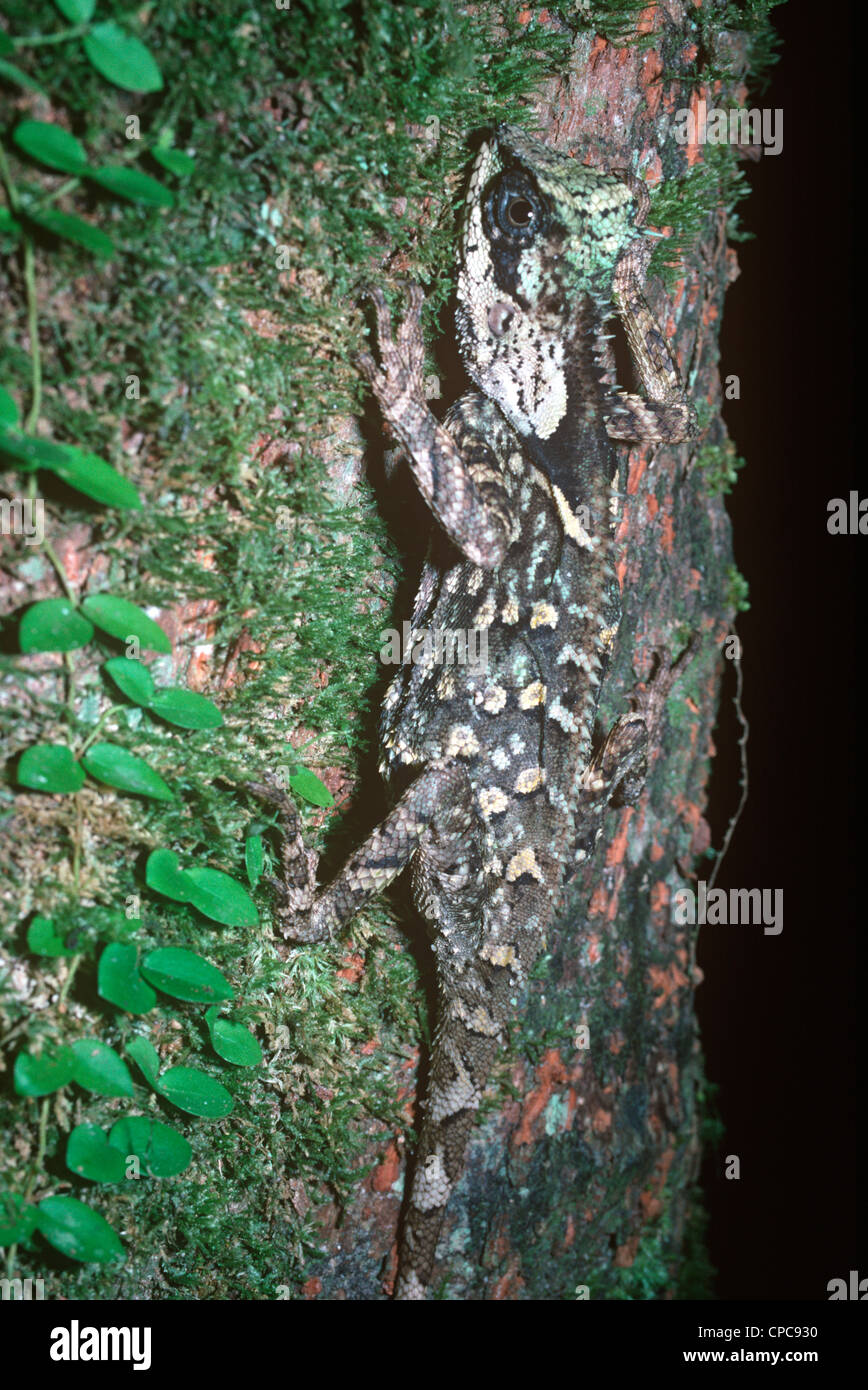 Mountain horned dragon, or Pricklenape agama (Acanthosaura lepidogaster ...