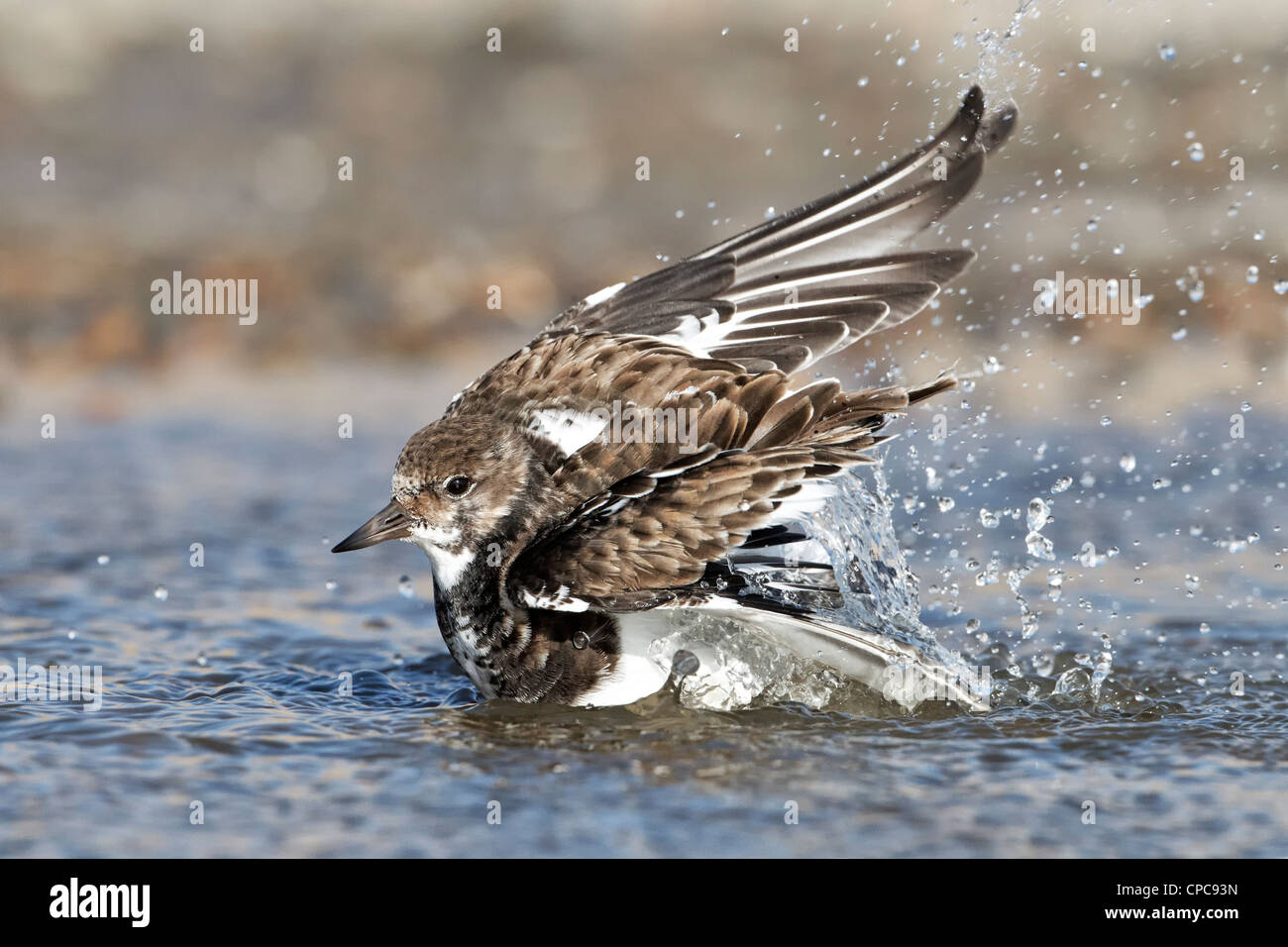 winter plumage Turnstone bathing Stock Photo - Alamy