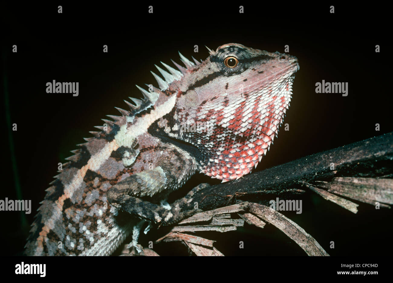 Mountain horned dragon / Pricklenape agama (Acanthosaura lepidogaster ...