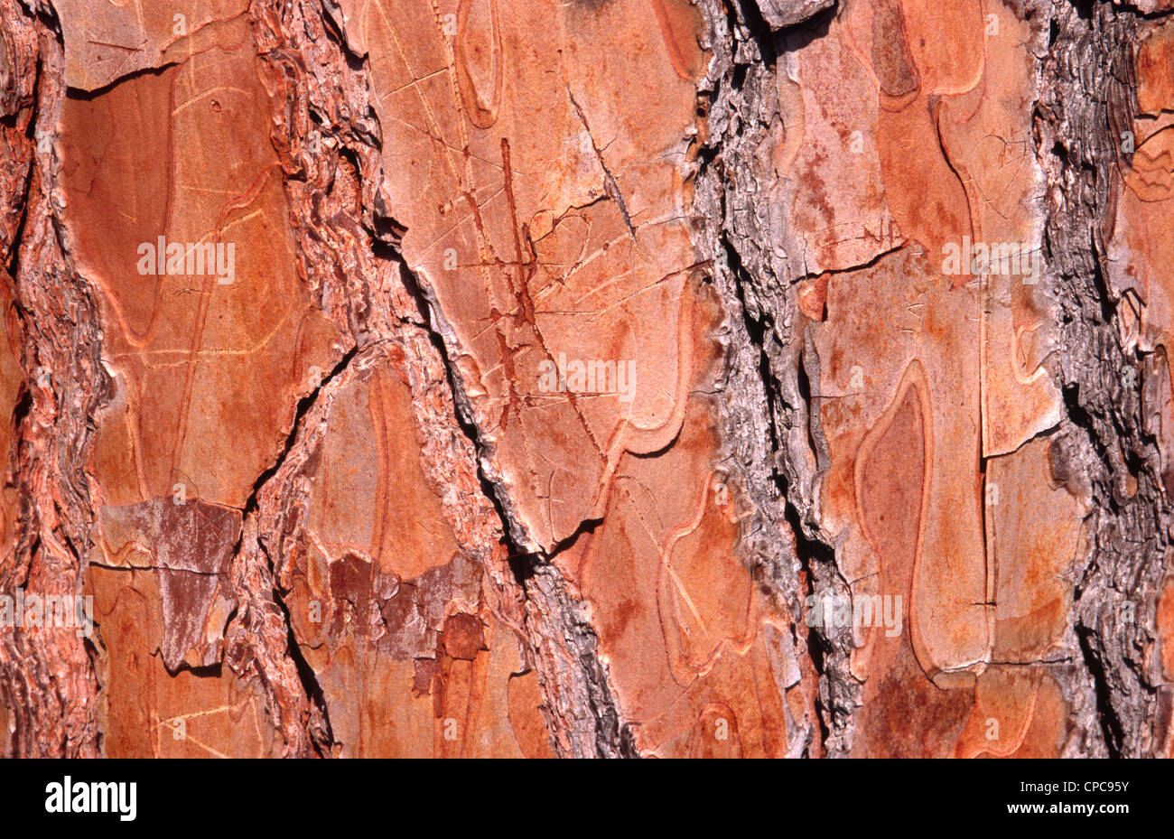 Tree bark close up hi-res stock photography and images - Alamy