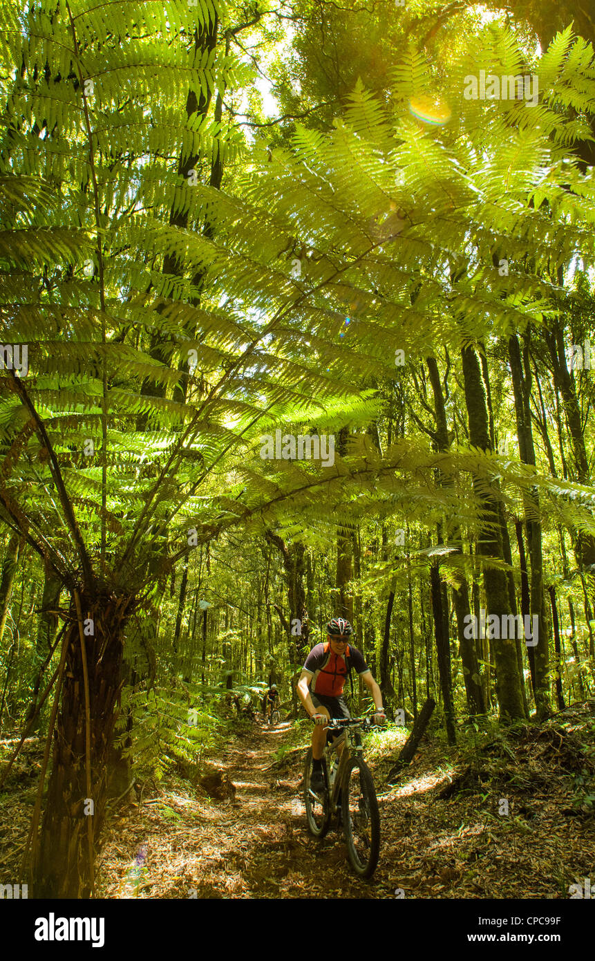 Mountain biking in Pureora Forest Park, North Island, New Zealand Stock ...