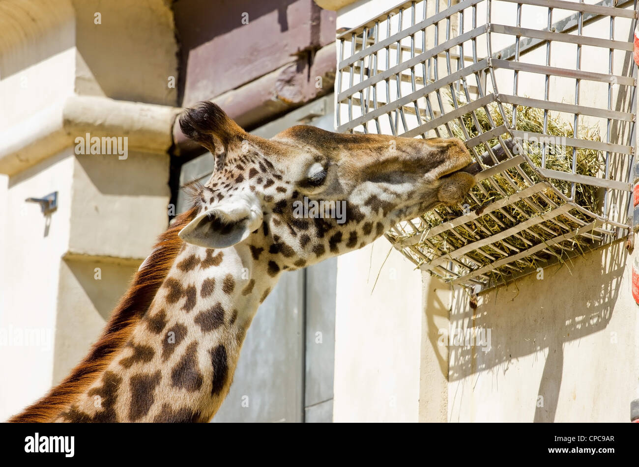A giraffe eating hay Stock Photo - Alamy