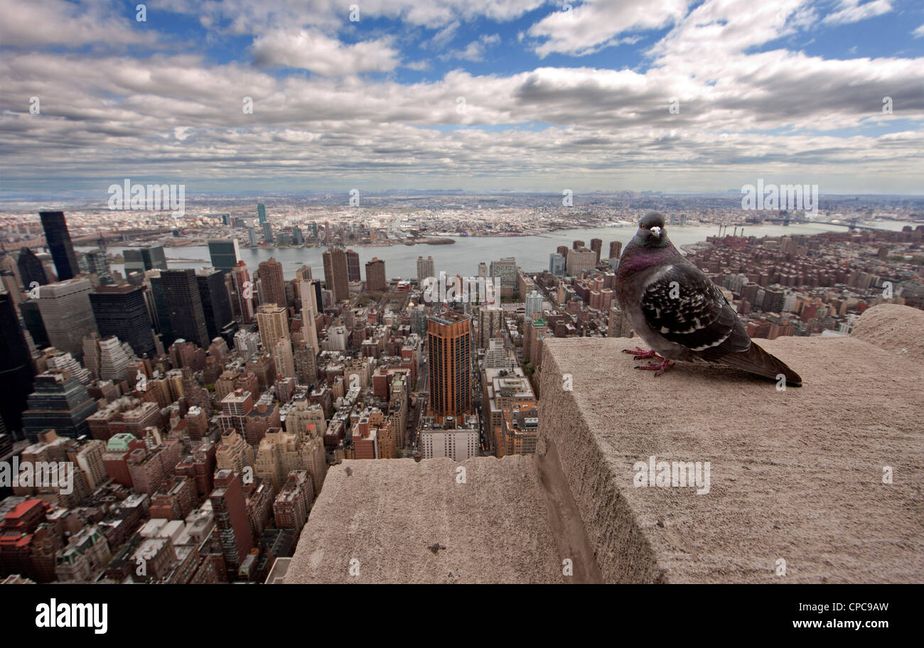 Pigeon on empire state building new hi-res stock photography and images ...