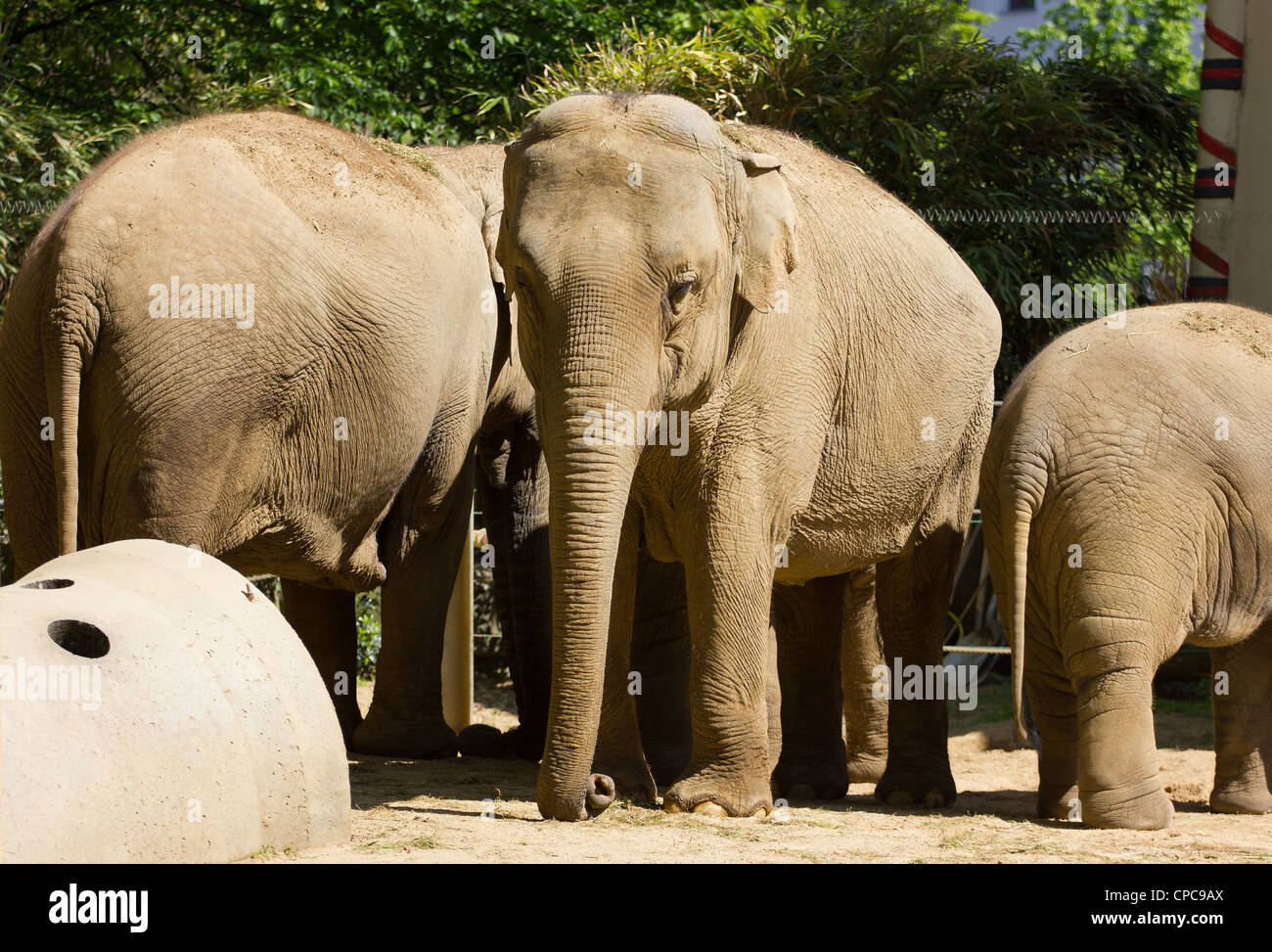 Elephants relaxing in the sun Stock Photo - Alamy