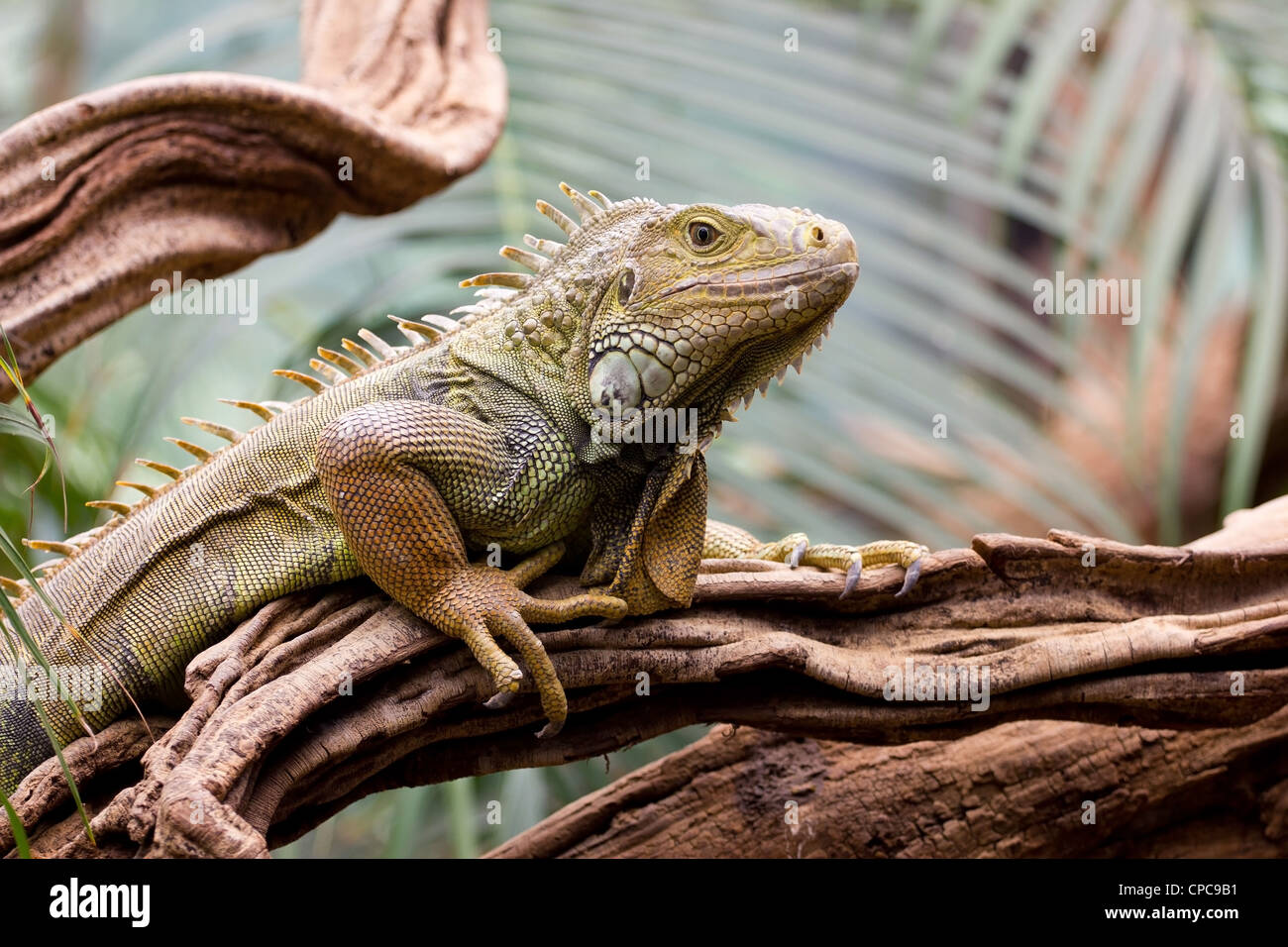 An iguana on a tree in a tropical setting Stock Photo - Alamy