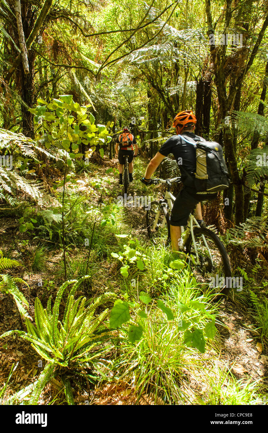 Mountain biking in Pureora Forest Park, North Island, New Zealand Stock ...
