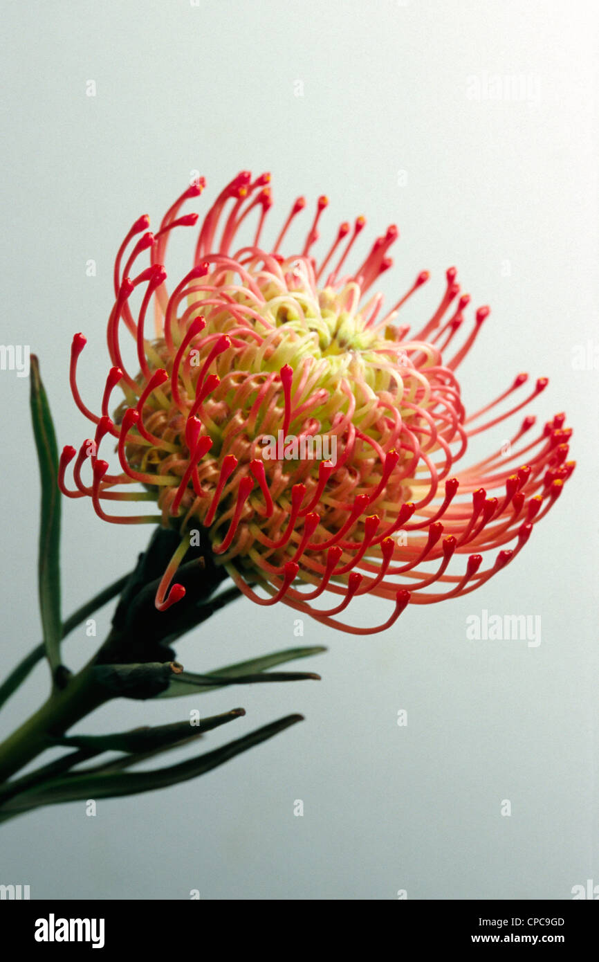 Nutan flower hi-res stock photography and images - Alamy