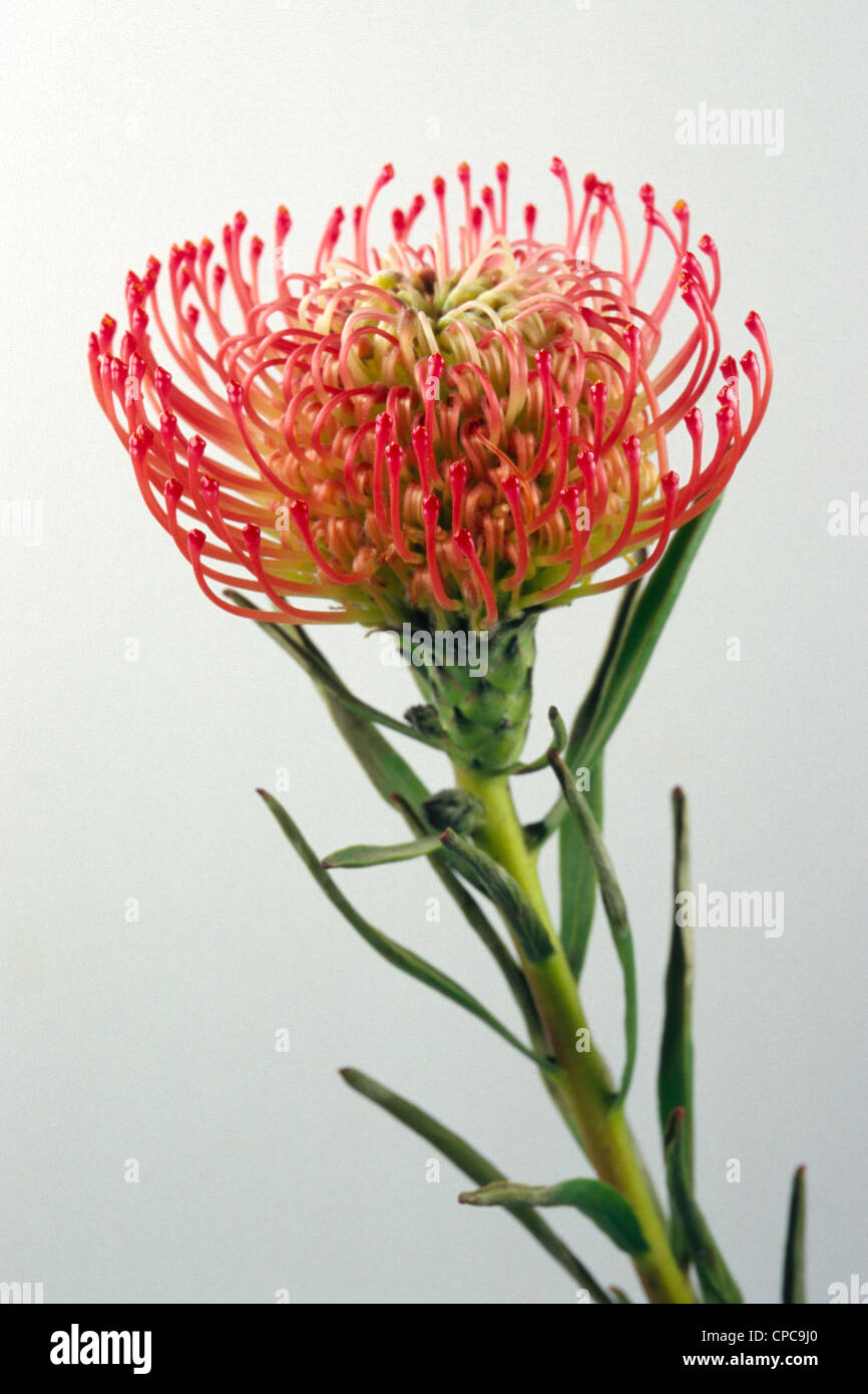 Nutan flower hi-res stock photography and images - Alamy