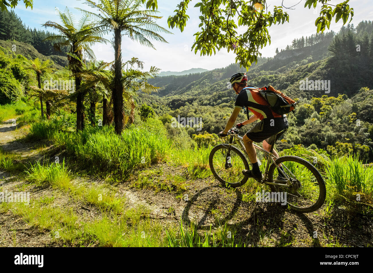 Mountain biking in Pureora Forest Park, North Island, New Zealand Stock ...