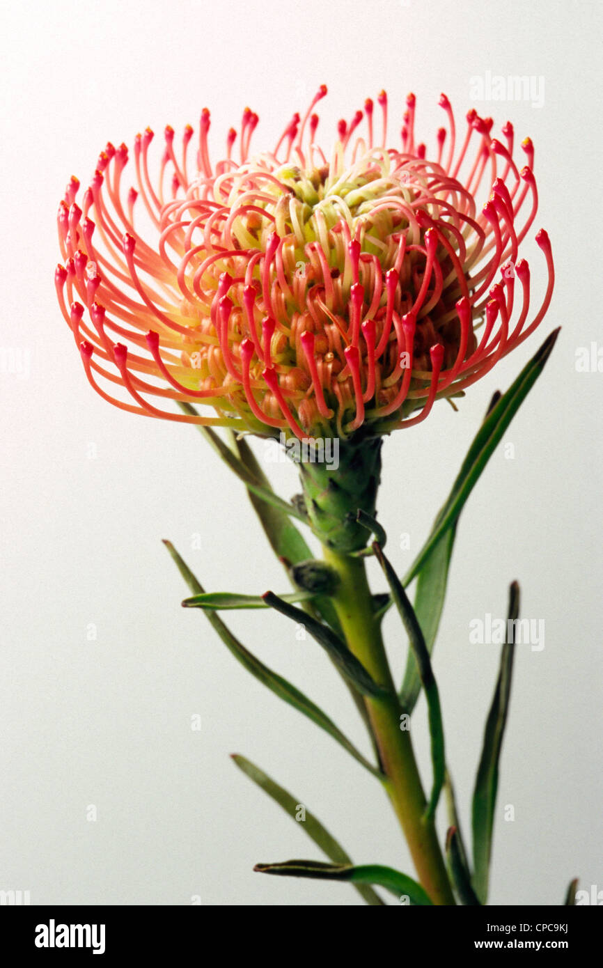 Nutan hi-res stock photography and images - Alamy