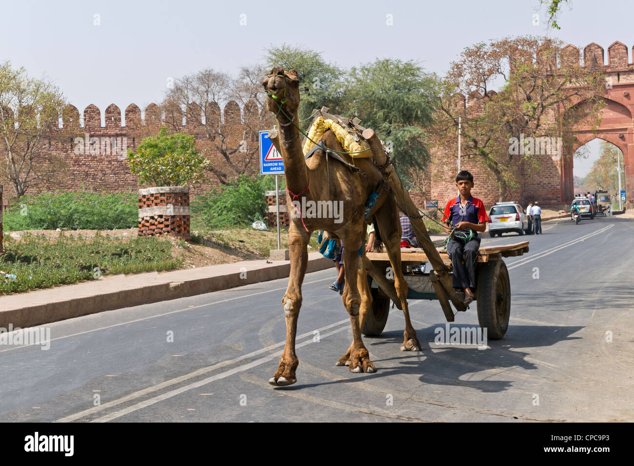 A young boy driving a camel cart in Agra India Stock Photo - Alamy
