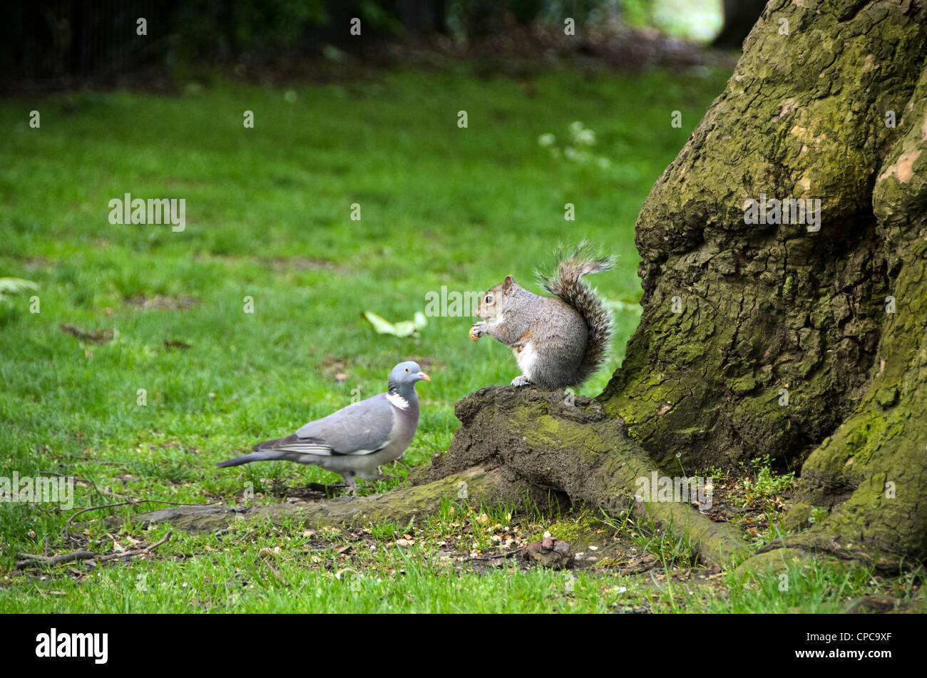 Squirrel and pigeon - Regent's Park, London - England Stock Photo - Alamy